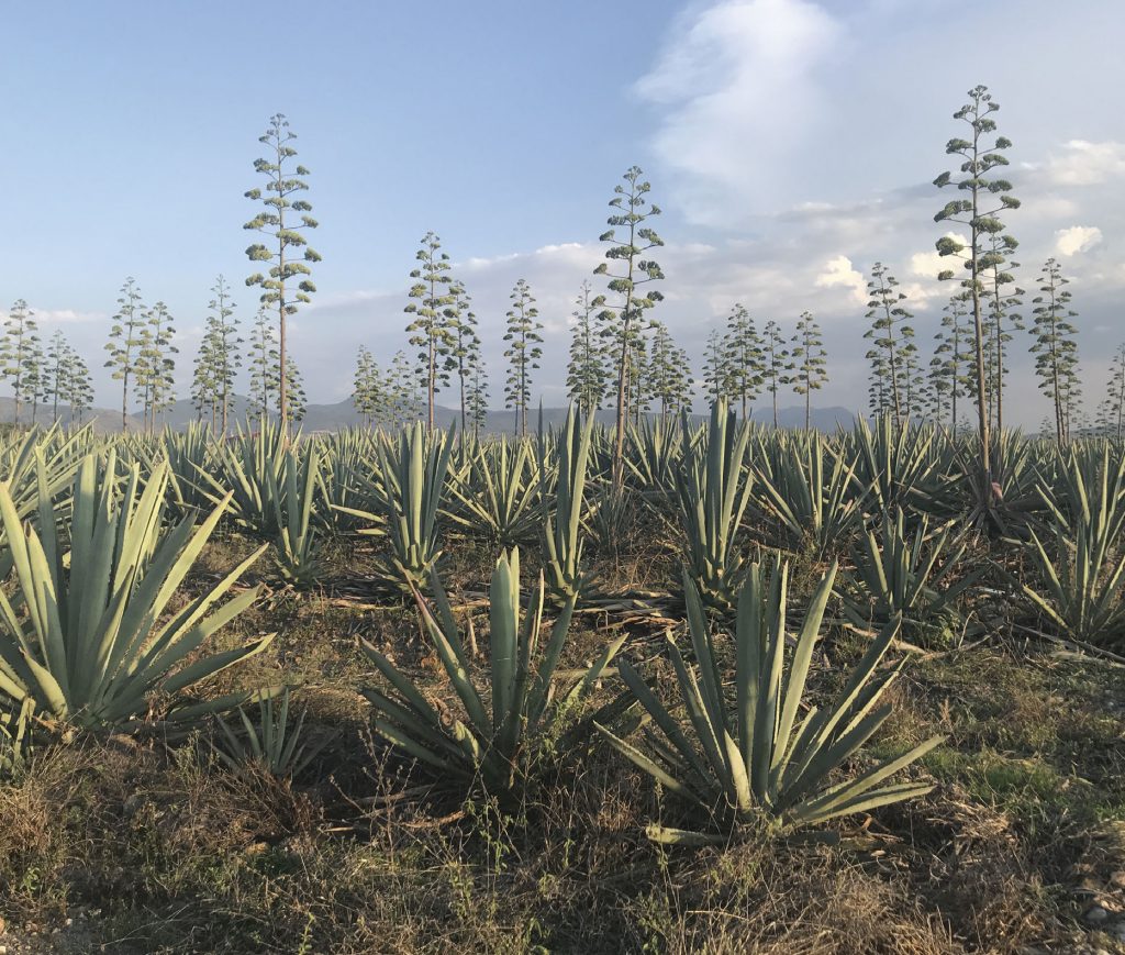 Recuing the agave – Destilería Santa Sabia